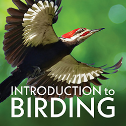 Introduction to Birding | Carroll County Public Library