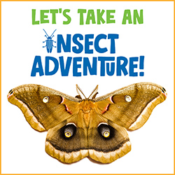 Let's Take an Insect Adventure! | Carroll County Public Library