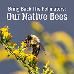 Bring Back The Pollinators: Our Native Bees | Carroll County Public Library