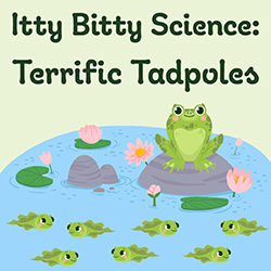 Itty Bitty Science: Terrific Tadpoles | Carroll County Public Library